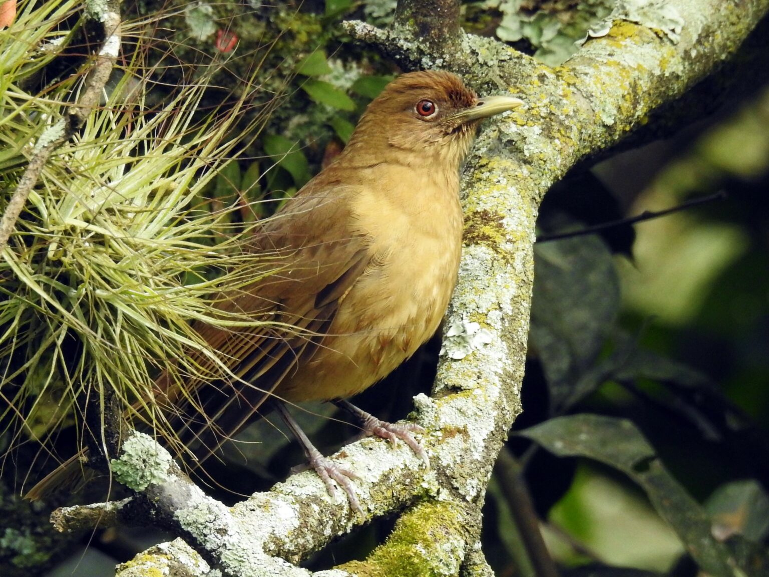LA GUARA ROJA: AVE NACIONAL DE HONDURAS - Aves Honduras