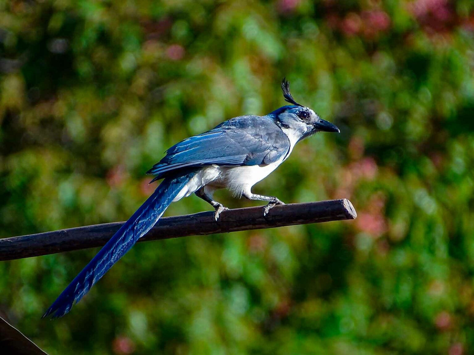 Inicio - Aves Honduras