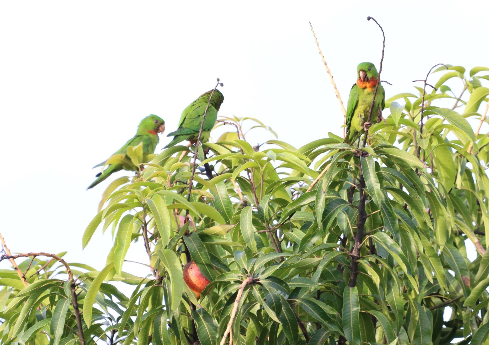 LA GUARA ROJA: AVE NACIONAL DE HONDURAS - Aves Honduras