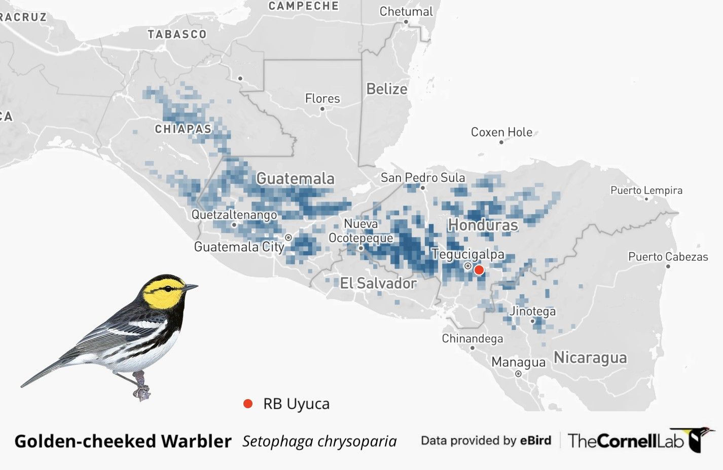 Chipe Cachete Dorado, una especie en peligro de extinción, capturado ...