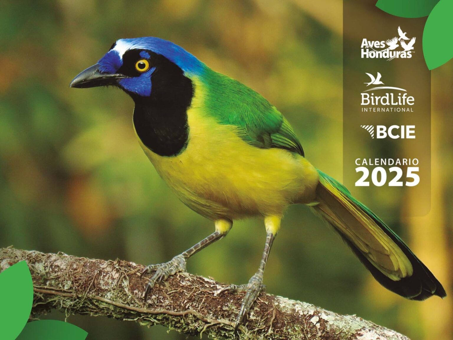 Calendario 2025 archivos - Aves Honduras