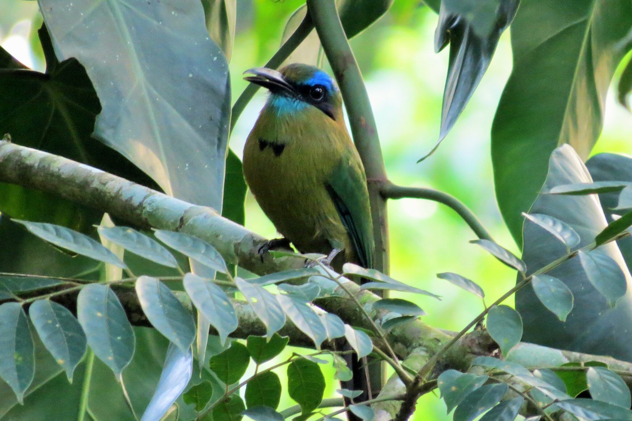 LA GUARA ROJA: AVE NACIONAL DE HONDURAS - Aves Honduras