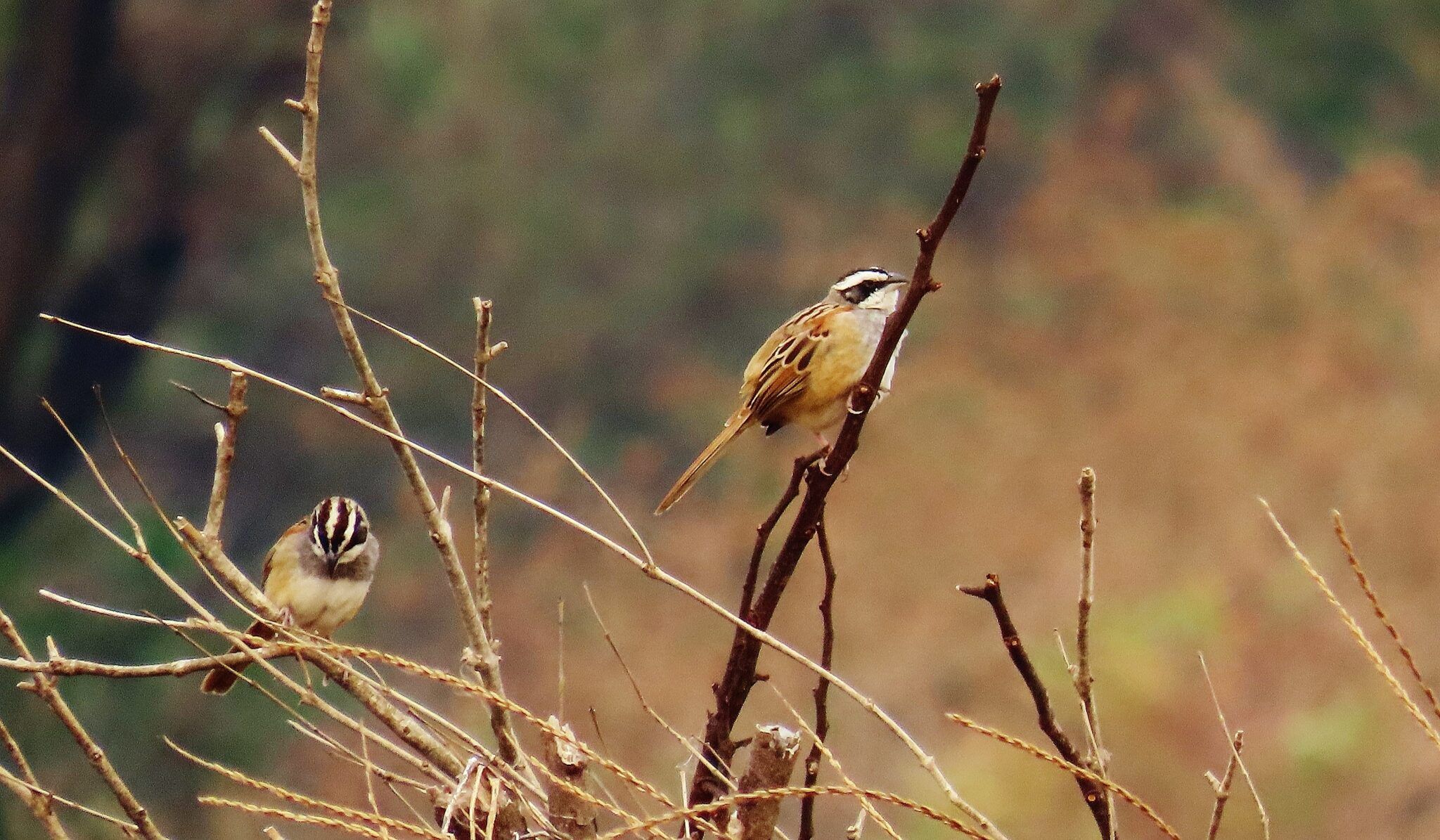 La gira al Santuario Bosque Santa Cruz se enfocó en las aves del bosque ...