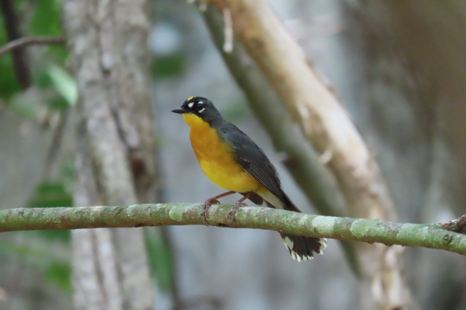 Inicio - Aves Honduras