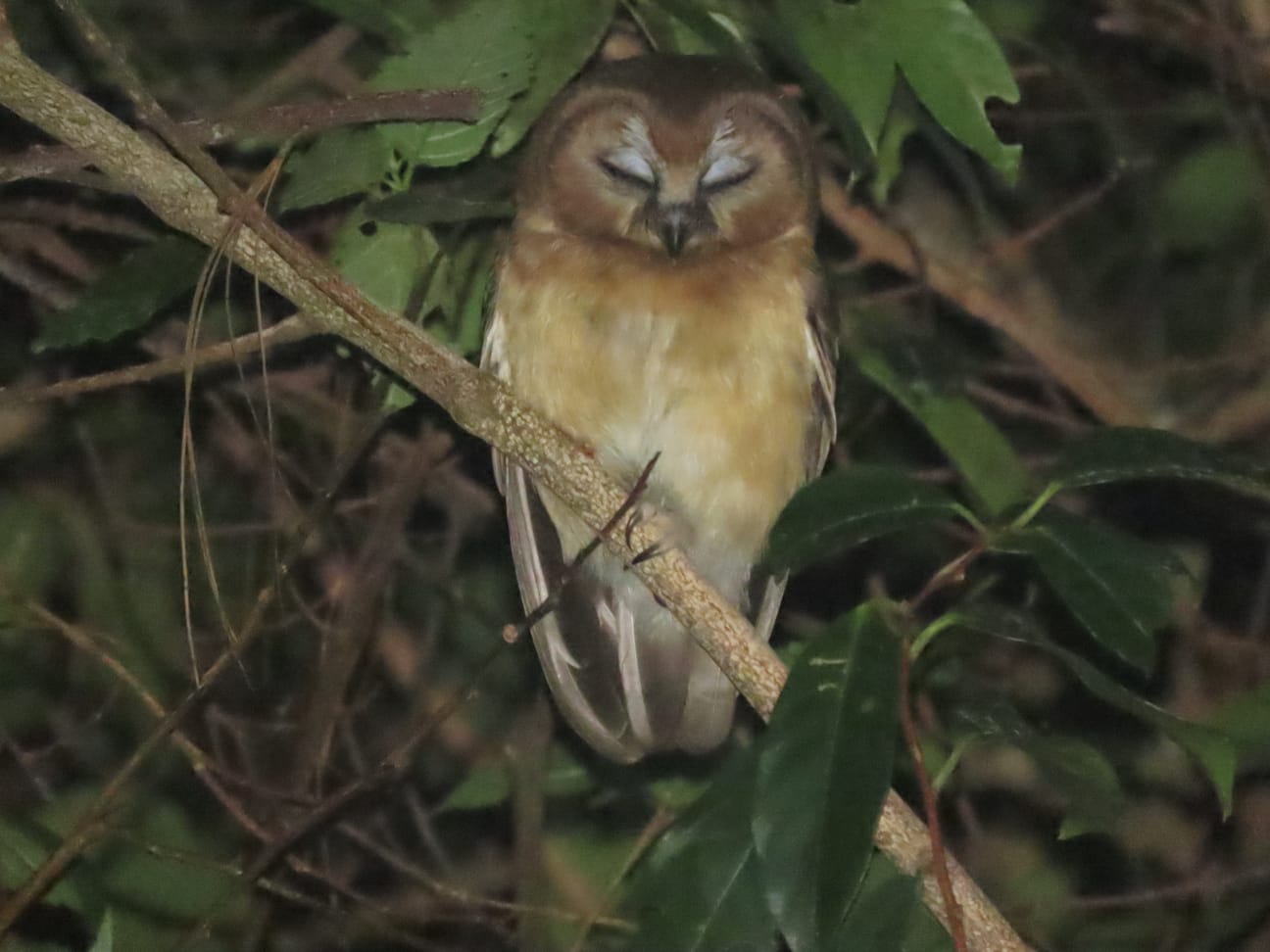 Resultados del Global Big Day 2023 en Honduras - Aves Honduras