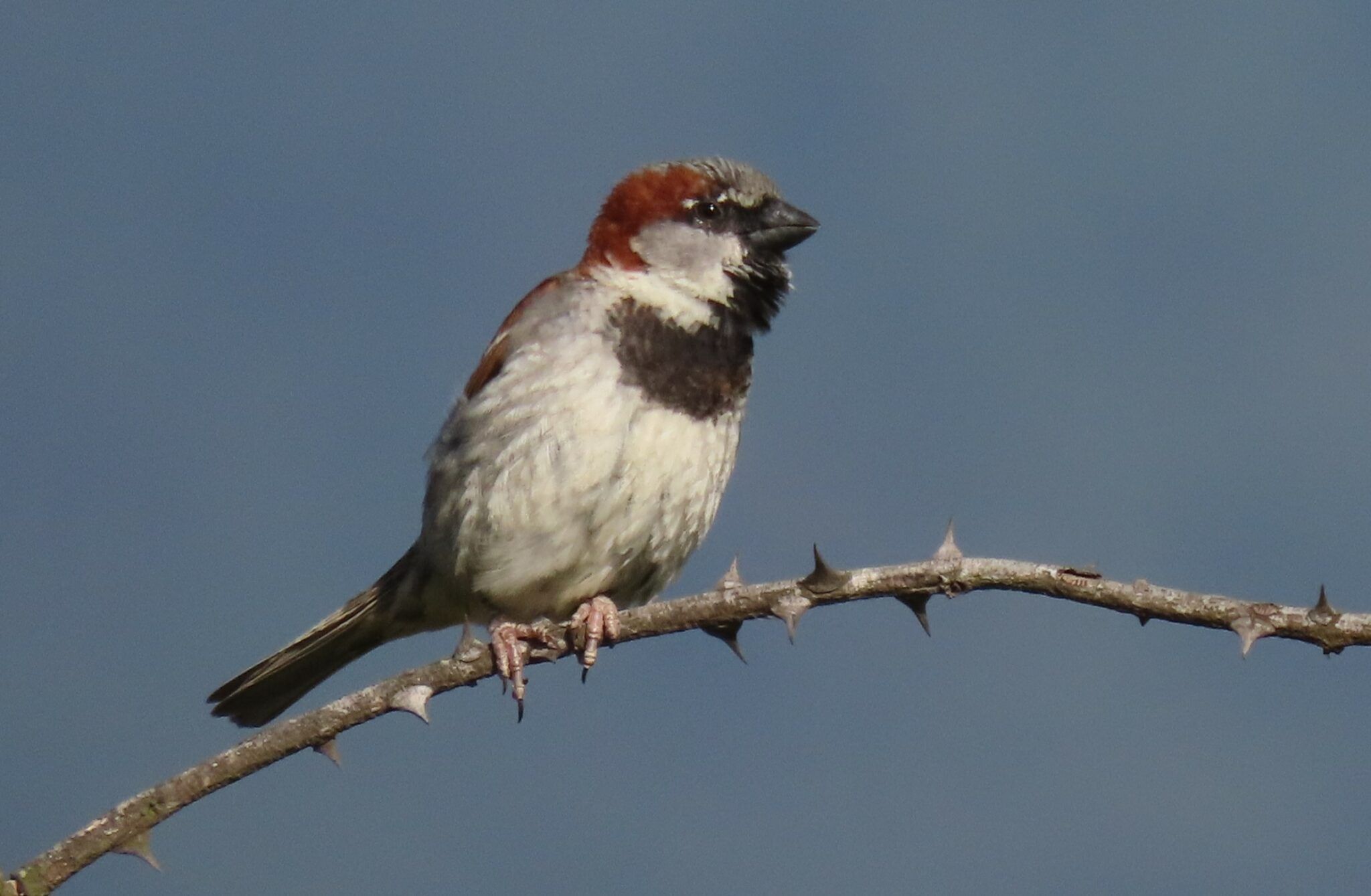 El estado de ocurrencia para las 798 especies de aves reportadas en ...