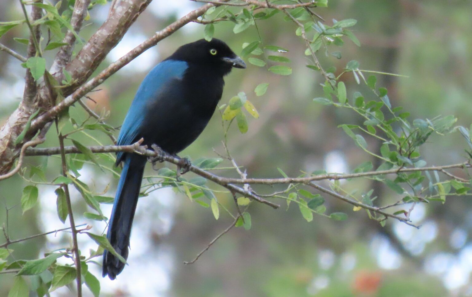 El estado de ocurrencia para las 798 especies de aves reportadas en ...