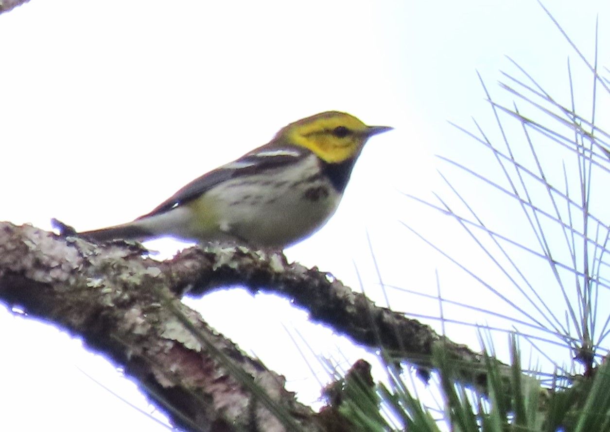 El estado de ocurrencia para las 798 especies de aves reportadas en ...
