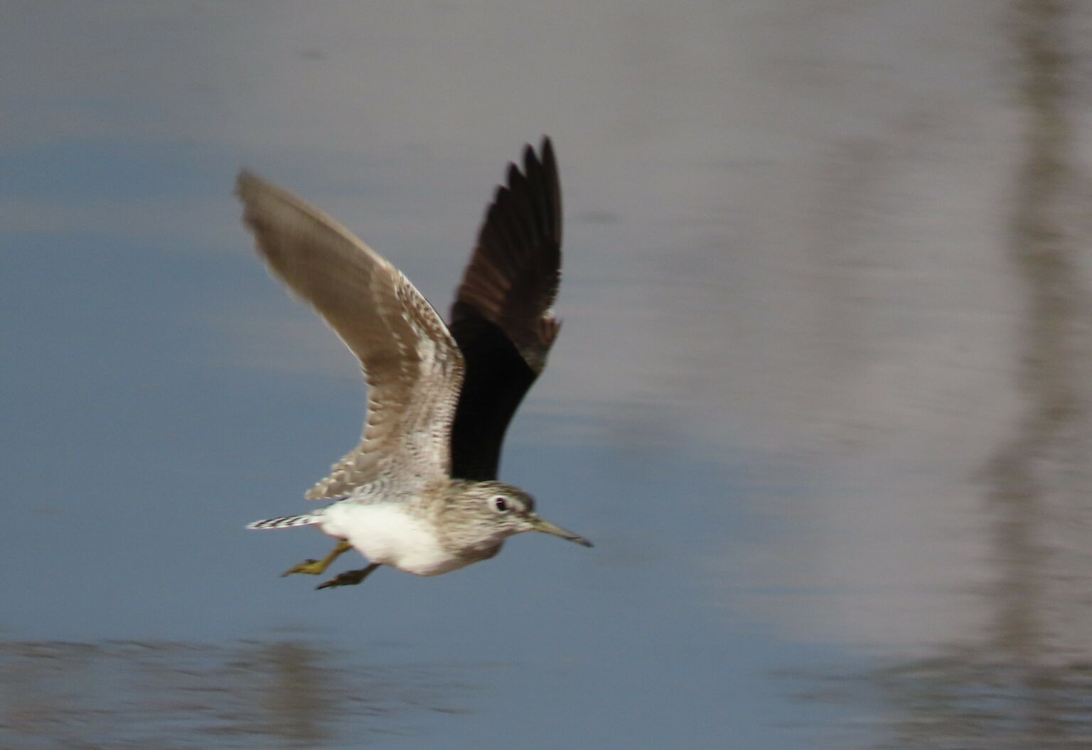 El estado de ocurrencia para las 798 especies de aves reportadas en ...