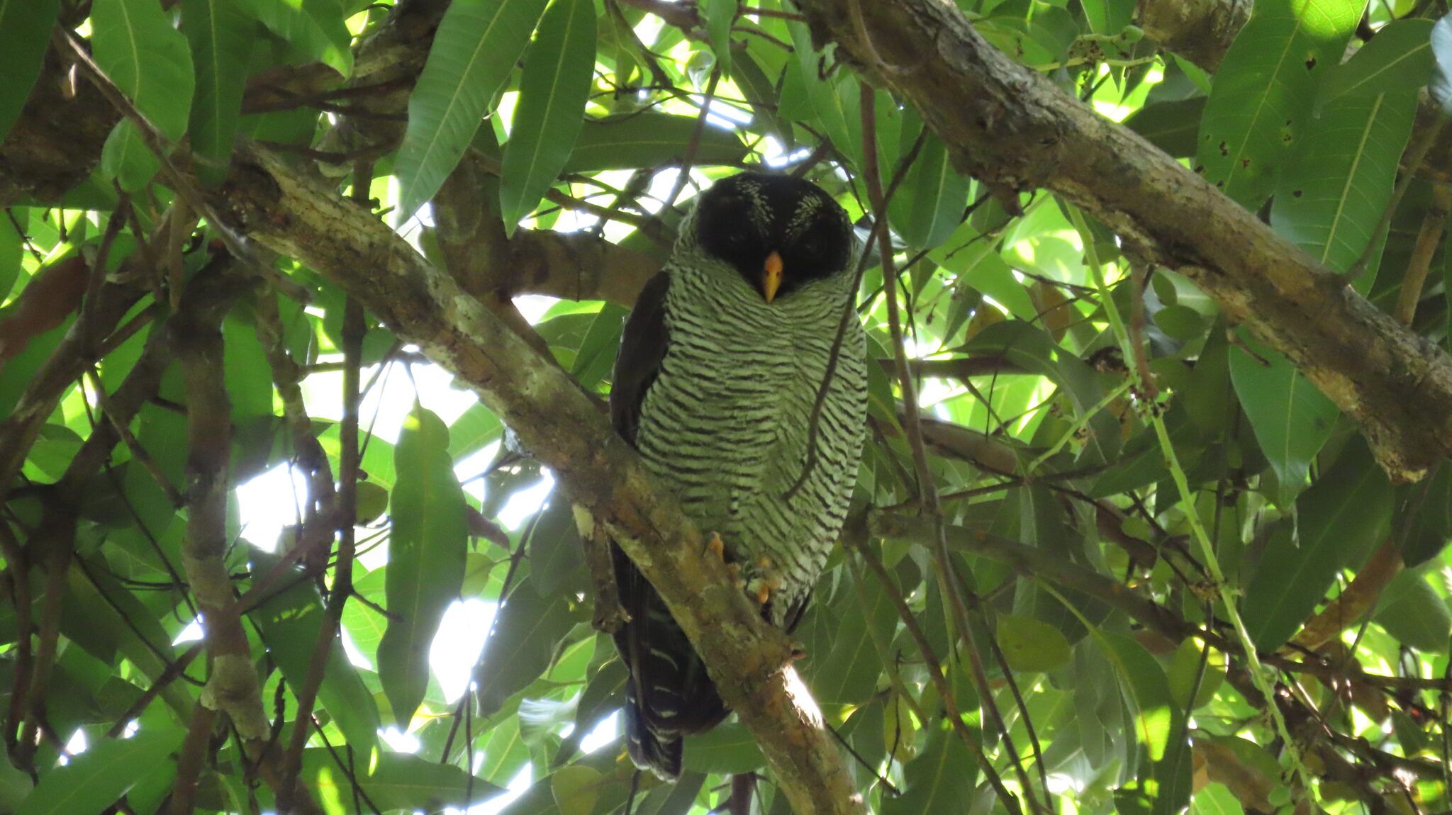 LA GUARA ROJA: AVE NACIONAL DE HONDURAS - Aves Honduras
