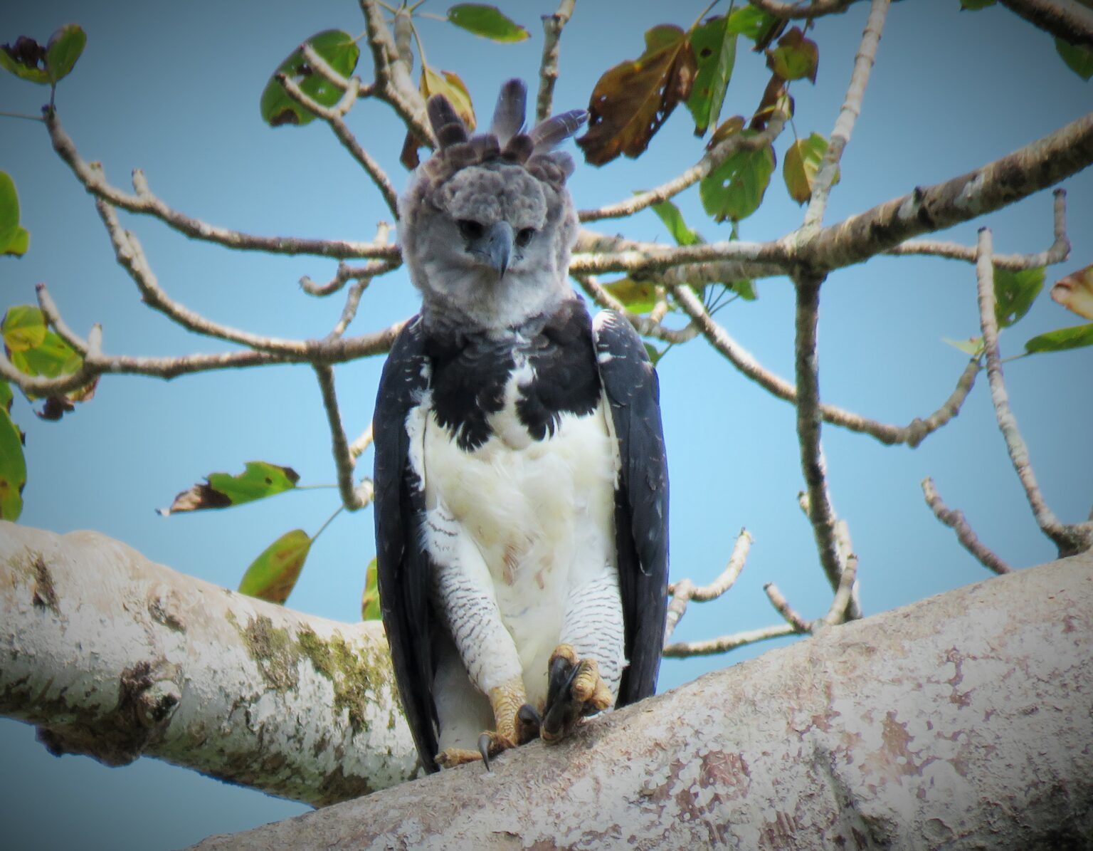 Las 23 especies de aves en Honduras que están amenazadas a nivel ...