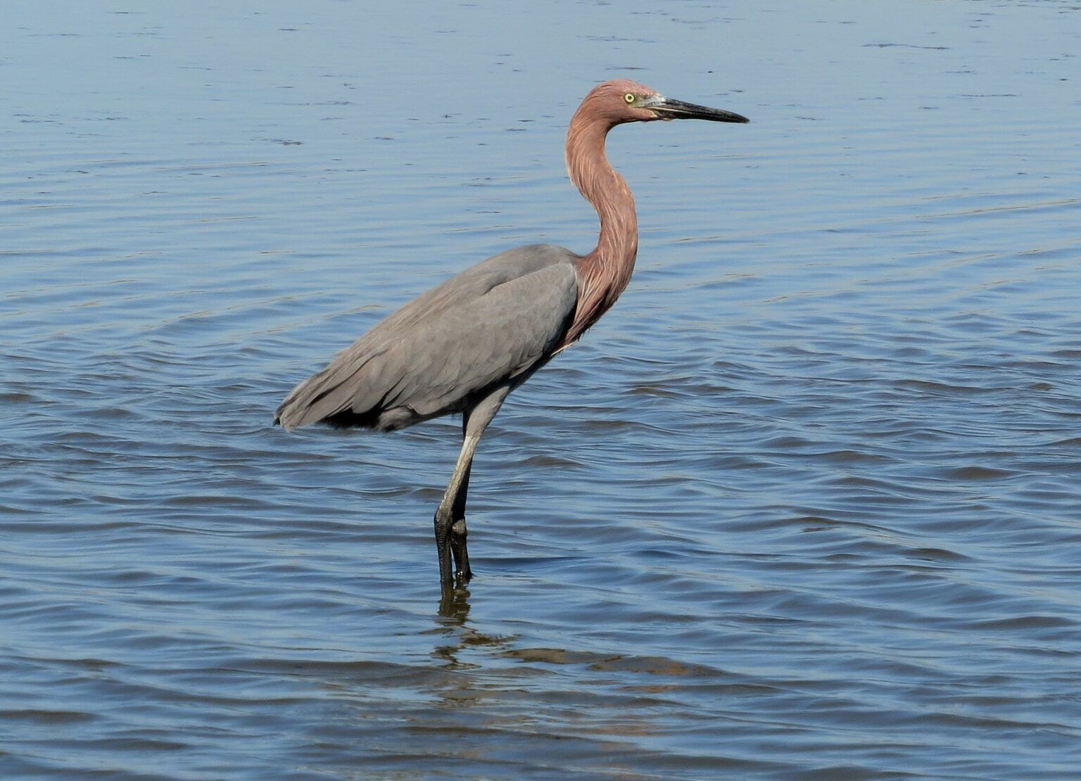 Las 23 especies de aves en Honduras que están amenazadas a nivel ...