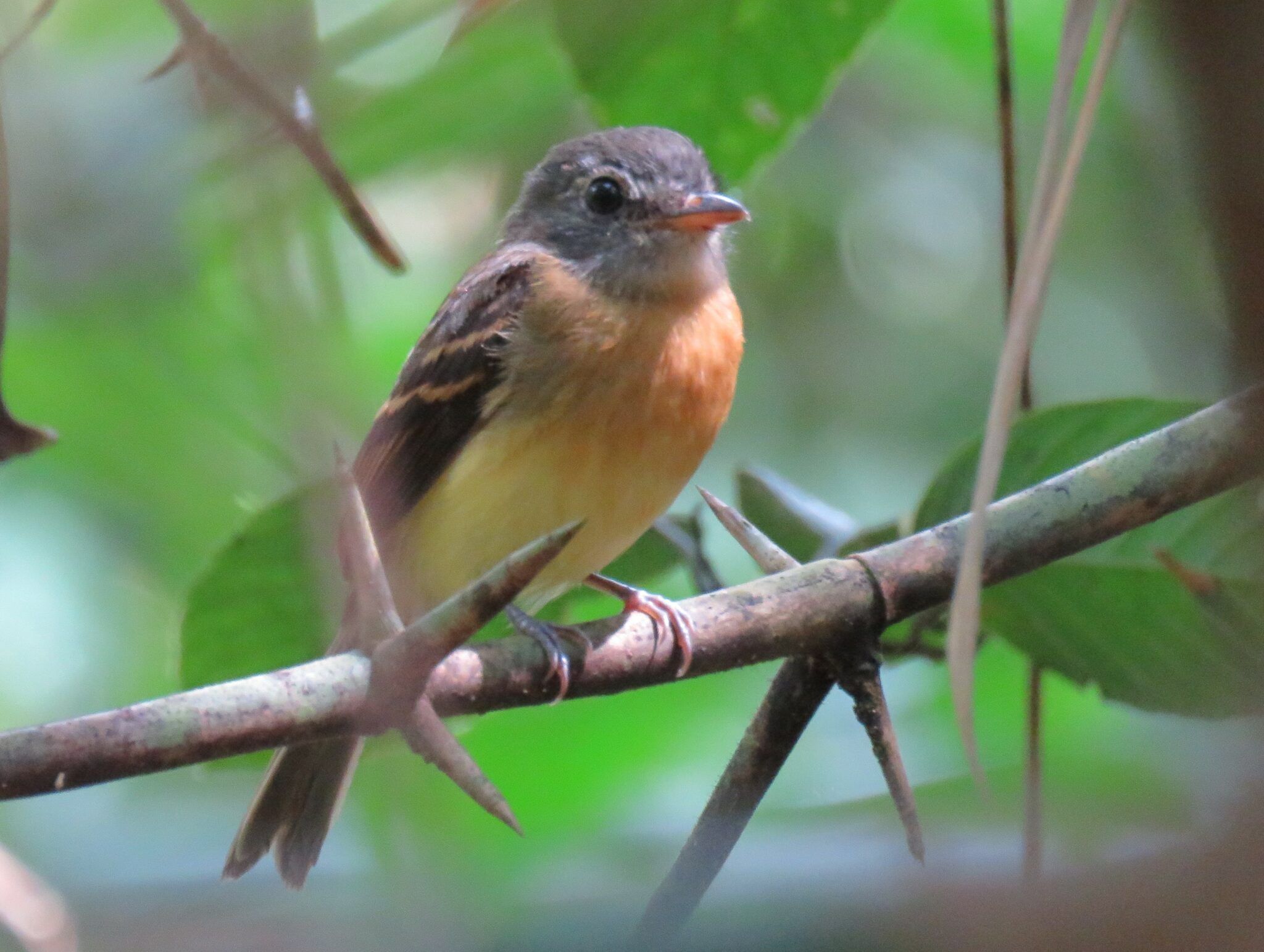 Las 23 especies de aves en Honduras que están amenazadas a nivel ...