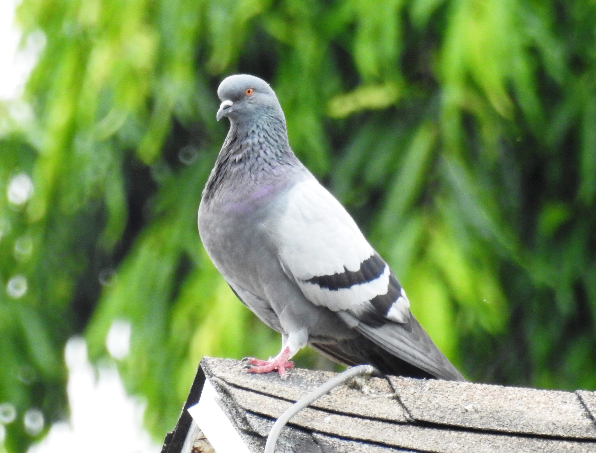 Aves exóticas en Honduras, 2024 - Aves Honduras