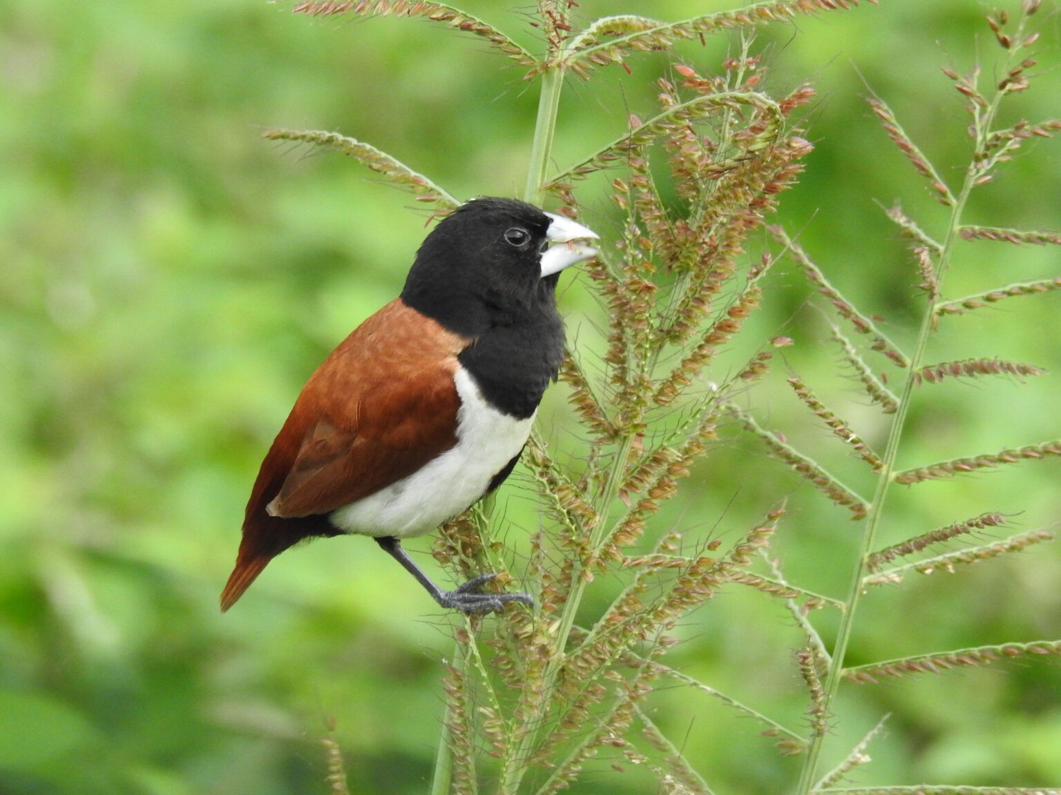 Aves exóticas en Honduras, 2024 - Aves Honduras