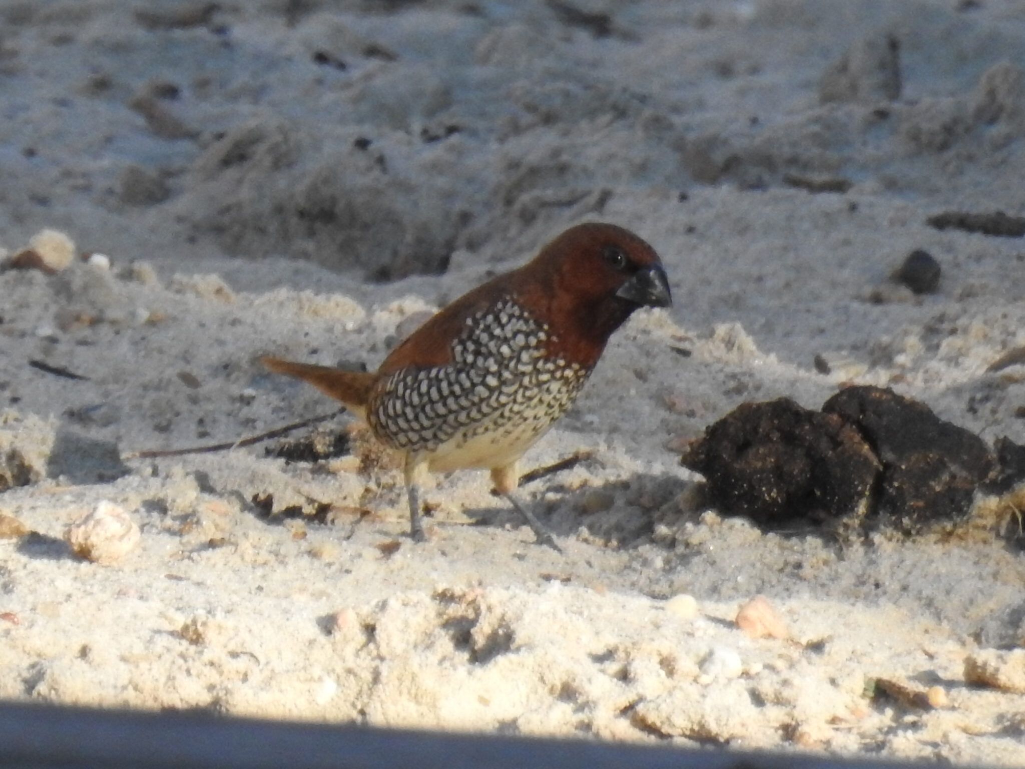 Aves exóticas en Honduras, 2024 - Aves Honduras