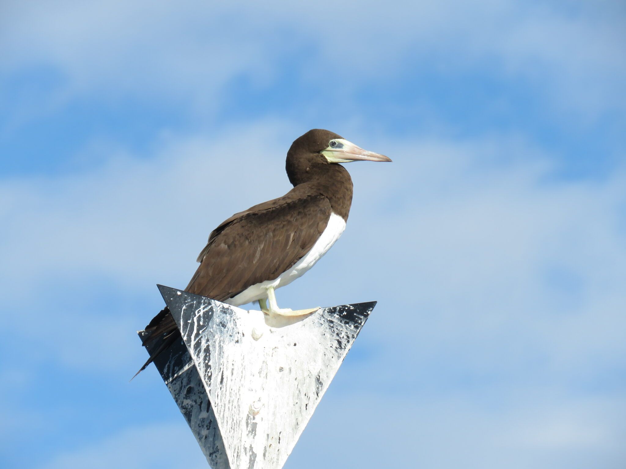 Actualización taxonómica de eBird 2024 para Honduras - Aves Honduras