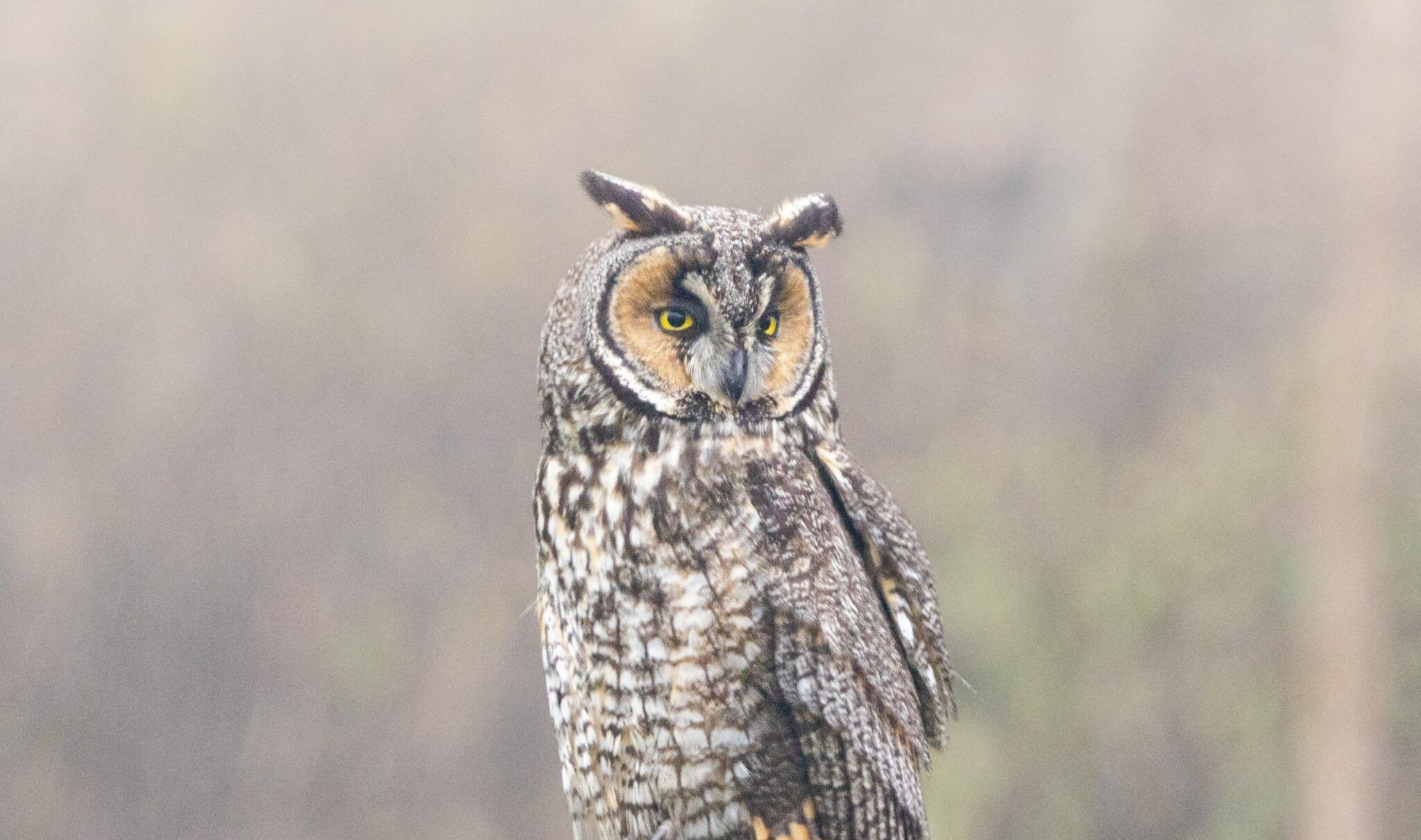 Inicio - Aves Honduras