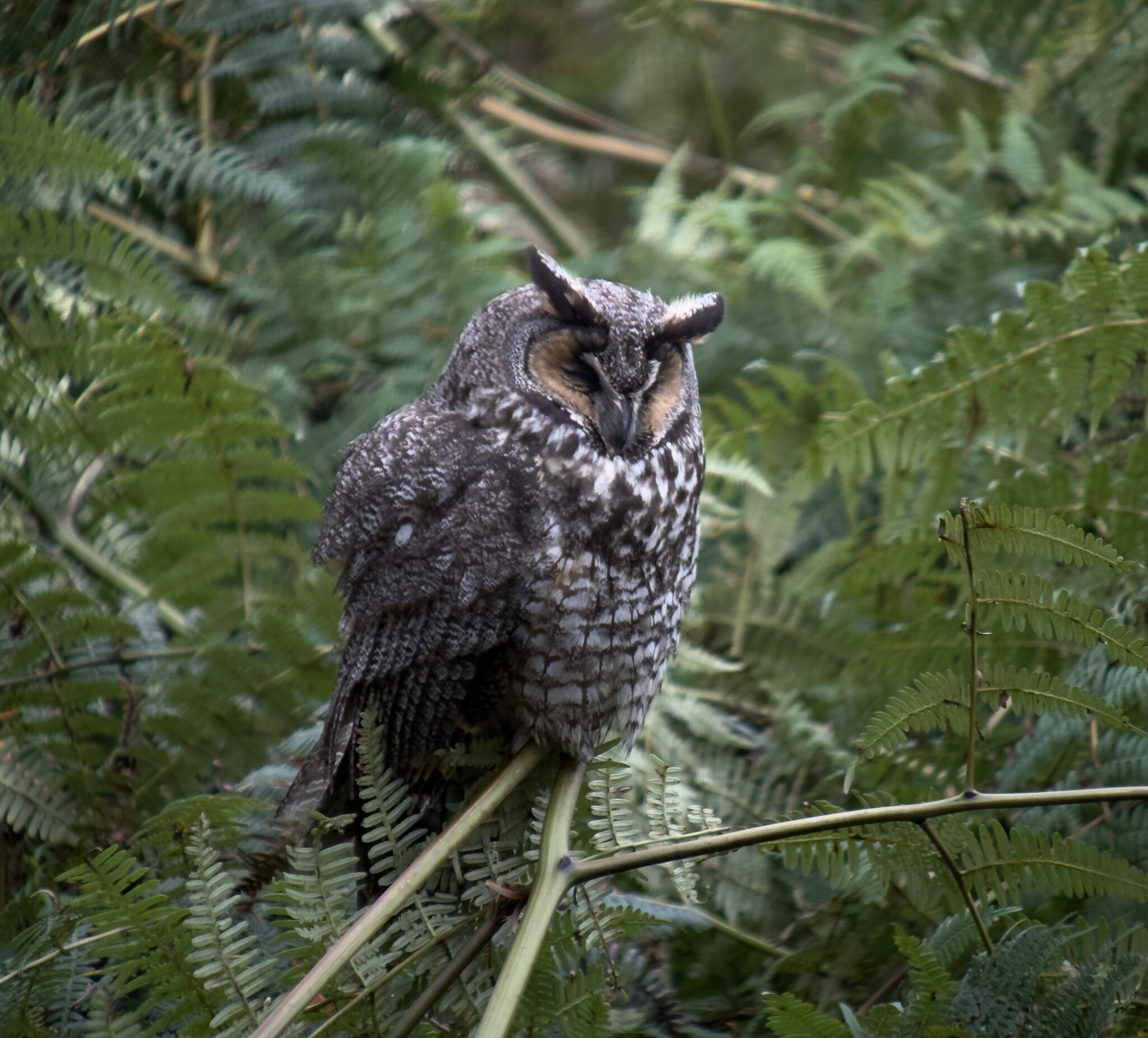 Descubrimiento histórico: el primer registro de Búho Cara Canela (Long ...